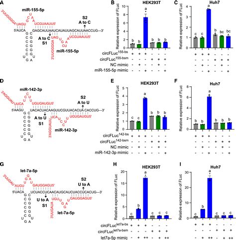 Development And Characterization Of A Mirna Responsive Circular Rna