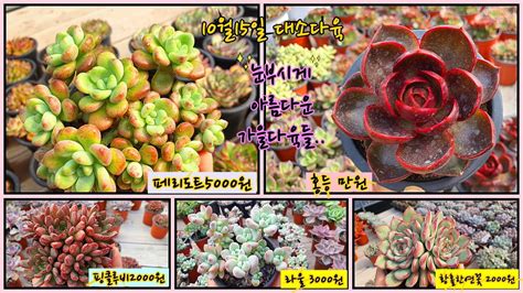 💗10월15일 대소다육 💗 이천원부터~~오색빛깔로 물드는 가을다육의 매력에 빠져보세요 다육이다육이키우기다육이분갈이 다육이판매 이천원다육충북다육이천원의행복