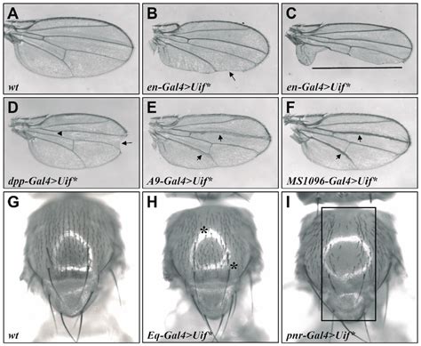 Ectopic Expression Of Uif Causes Phenotypes That Are Characteristic Of