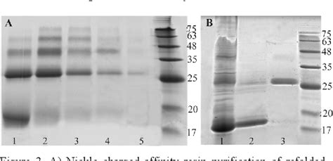 Figure 1 From Inclusion Body Expression And Refolding Of Recombinant Bone Morphogenetic Protein