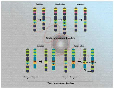 Cause For The Occurrence Of Chromosomal Mutations In An Organism Download Scientific Diagram