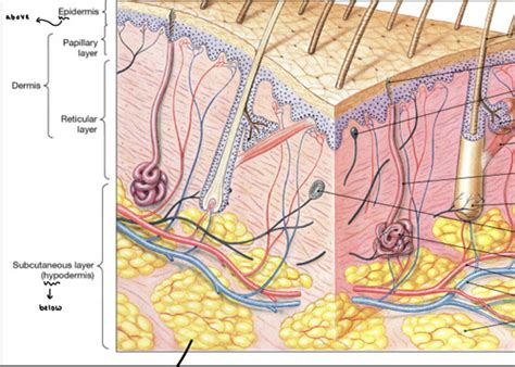 week 4 integumentary system flashcards quizlet
