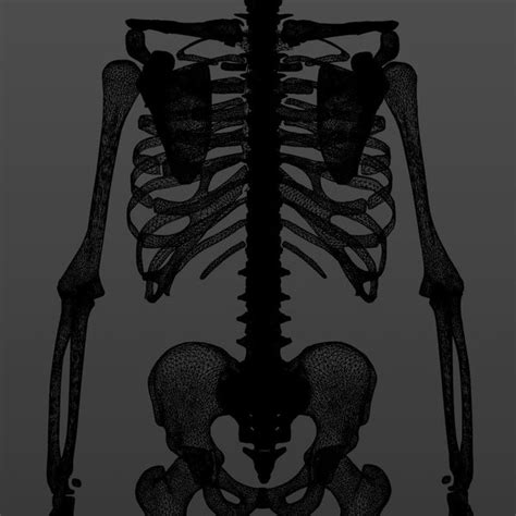 3d Human Skeleton Bone Turbosquid 1538556