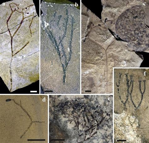 Plant Assemblage From The South Laurussian Northwest Gondwanan Unit