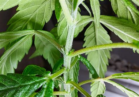 já da pra saber o sexo semana de flora r Cultivonha