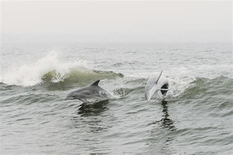 How Dolphins Use Echolocation Like Superheroes Joy Dolphins
