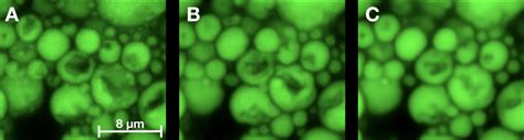 comparison of lipid defect reconstructions between the models a