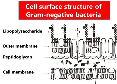 Gram Negative Bacteria Diagram