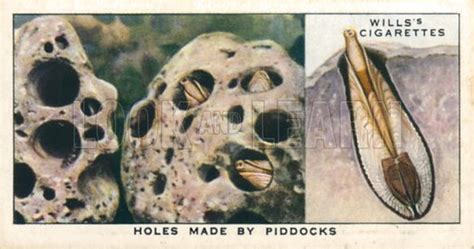 The Sea Shore Holes Made By Piddocks Stock Image Look And Learn