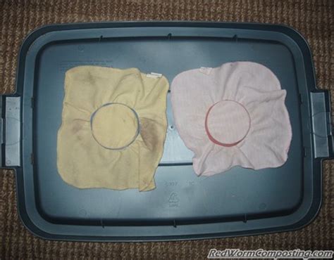 Four Worm Reproduction Experiment Part Deux Red Worm Composting