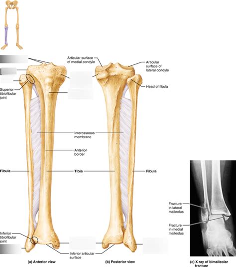 Tibia Fibula Diagram Quizlet