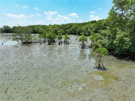 Premium Photo Green Mangrove Forest And Mudflat At The Coast Mangrove Ecosystem Natural Carbon