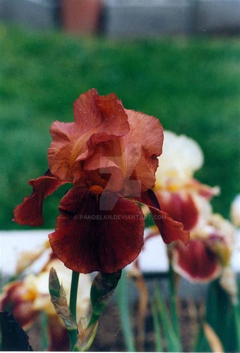 Iris Root Beer Hg By Pandelan On Deviantart
