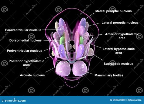 Hypothalamic Nuclei 3d Illustration Stock Illustration Illustration