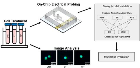Figure 1 From Single Cell Classification Based On Population Nucleus Size Combining Microwave