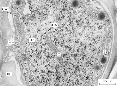 A Cyanobiont Heterocyst In The Middle Region Of The Coralloid Root Of Download Scientific