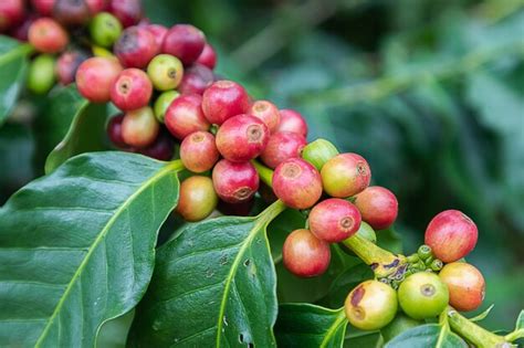 Los granos de café arábica en el árbol en la montaña en la granja del ...