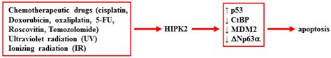 Schematic Representation Of Hipk2 Apoptotic Activity Following