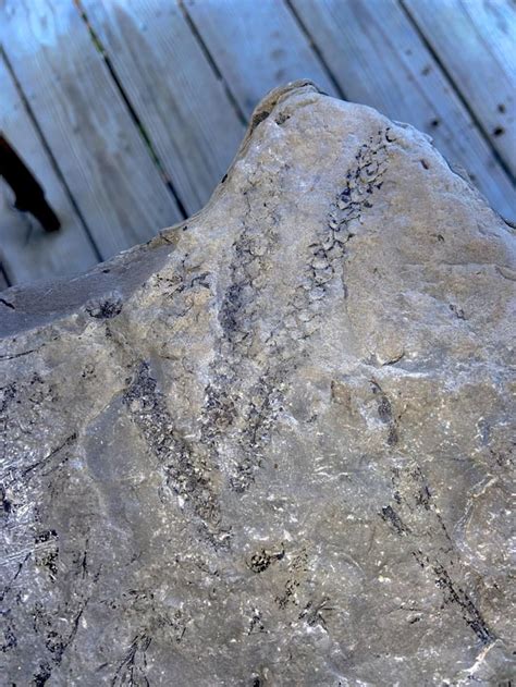 Fossils Found In Eastern Kentucky R Fossilhunting