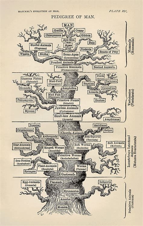 Carl Woese Tree Of Life