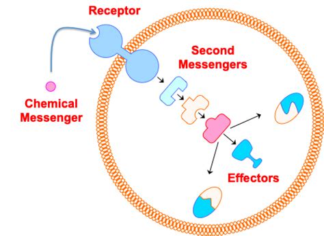 Unit 1 Cell Signaling 4 4 Flashcards Quizlet