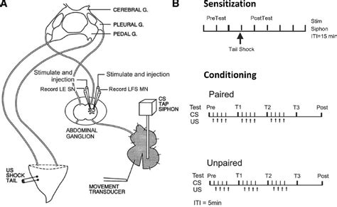 The Preparation A And Behavioral Protocols B For Sensitization And Download Scientific
