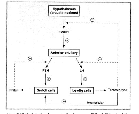 Physio Endocrine Male Reproductive Brs Flashcards Quizlet
