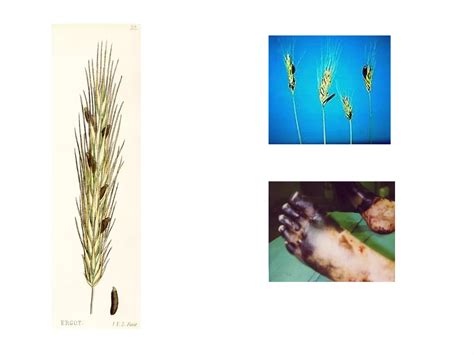Biosynthesis Isolation And Example For Some Alkaloids Ppt