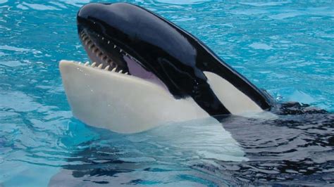 [100 ] Killer Whale Wallpapers