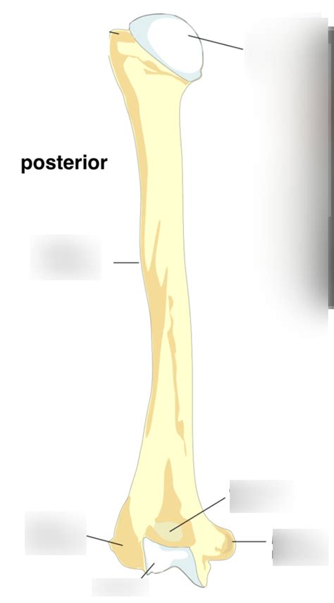 Diagram Of Identifying Structures Humerus Posterior View Quizlet