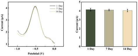 Electrochemical Dna Biosensors With Dual Signal Amplification Strategy For Highly Sensitive Hpv
