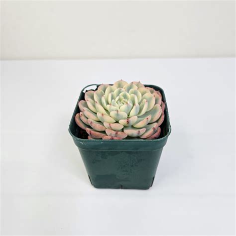 미니 다육식물 희귀다육이 키우는법 종류 화분 반려식물 미니마금 틔움해찬농원