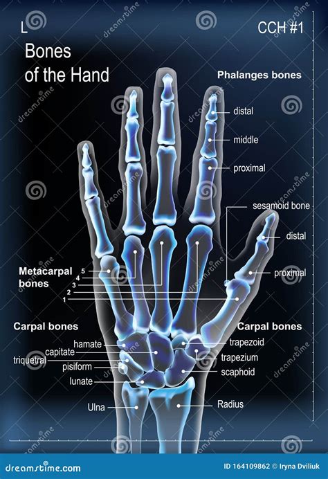 Left Hand Bones