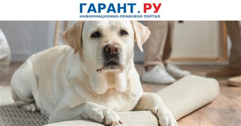 Владелец лабрадора отстоял право на выгул питомца без намордника ...