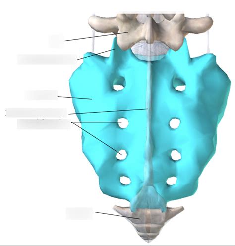 Sacral Diagram Diagram Quizlet
