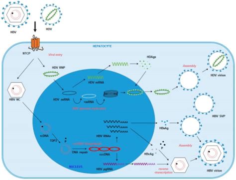 Schematic Representation Of The Hbv And Hdv Life Cycles Open I
