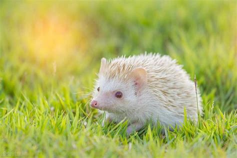 而立之年活成一隻刺蝟 每日頭條