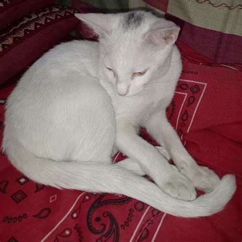 Leo Lilly Life Youtube