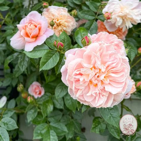 Colette™ Potted Climbing Rose Grace Rose Farm