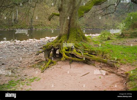 River Tree Roots Stock Photo Alamy