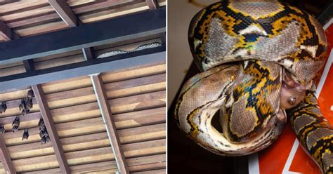 Burmese Python Squeeze
