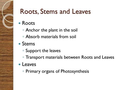 Chapters 2 And 3 Plant Tissues Growth General Plant Anatomy Ppt Download
