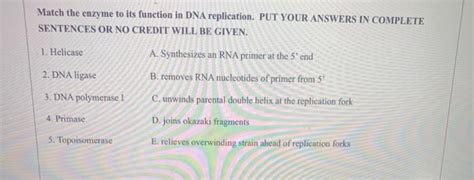 Solved Match The Enzyme To Its Function In Dna Replication