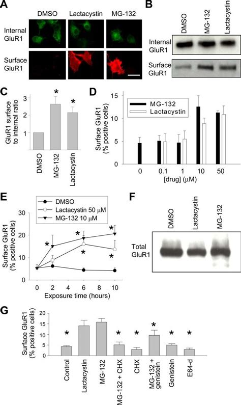Upr Induction By Proteasome Inhibitors Promotes Glur1 Surface