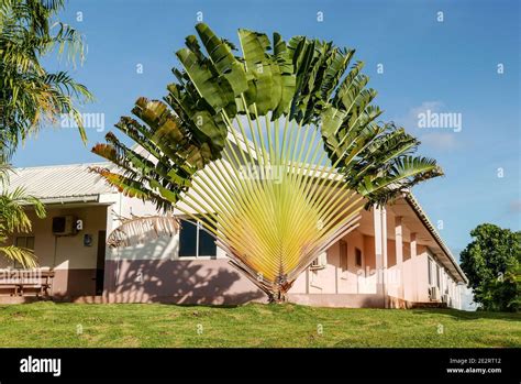 Wallis And Futuna Wallis Island Uvea Travellers Tree Travellers Palm East West Palm Or