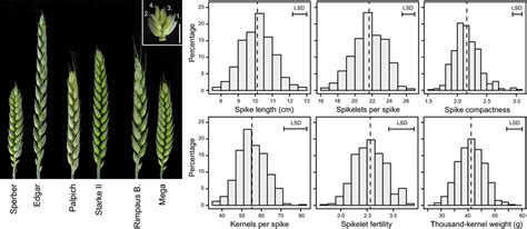 Variation In Spike And Kernel Traits In Winter Wheat Examples Of