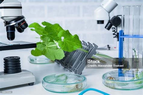 유전자 변형 식물 테스트 식물 사육의 새로운 방법을 탐구하는 생태 실험실 0명에 대한 스톡 사진 및 기타 이미지 0명