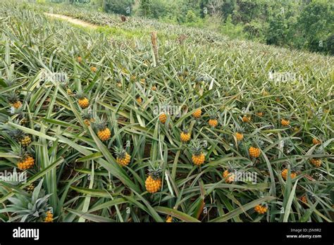 Pineapple Plantation On The Hill At Rangamatichittagang Bangladesh