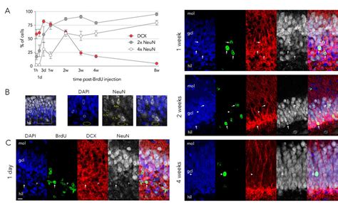 Early Timecourse Of Neuronal Marker Expression A The Vast Majority Of
