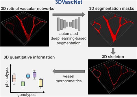 3dvascnet An Automated Software For Segmentation And Quantification Of Mouse Vascular Networks